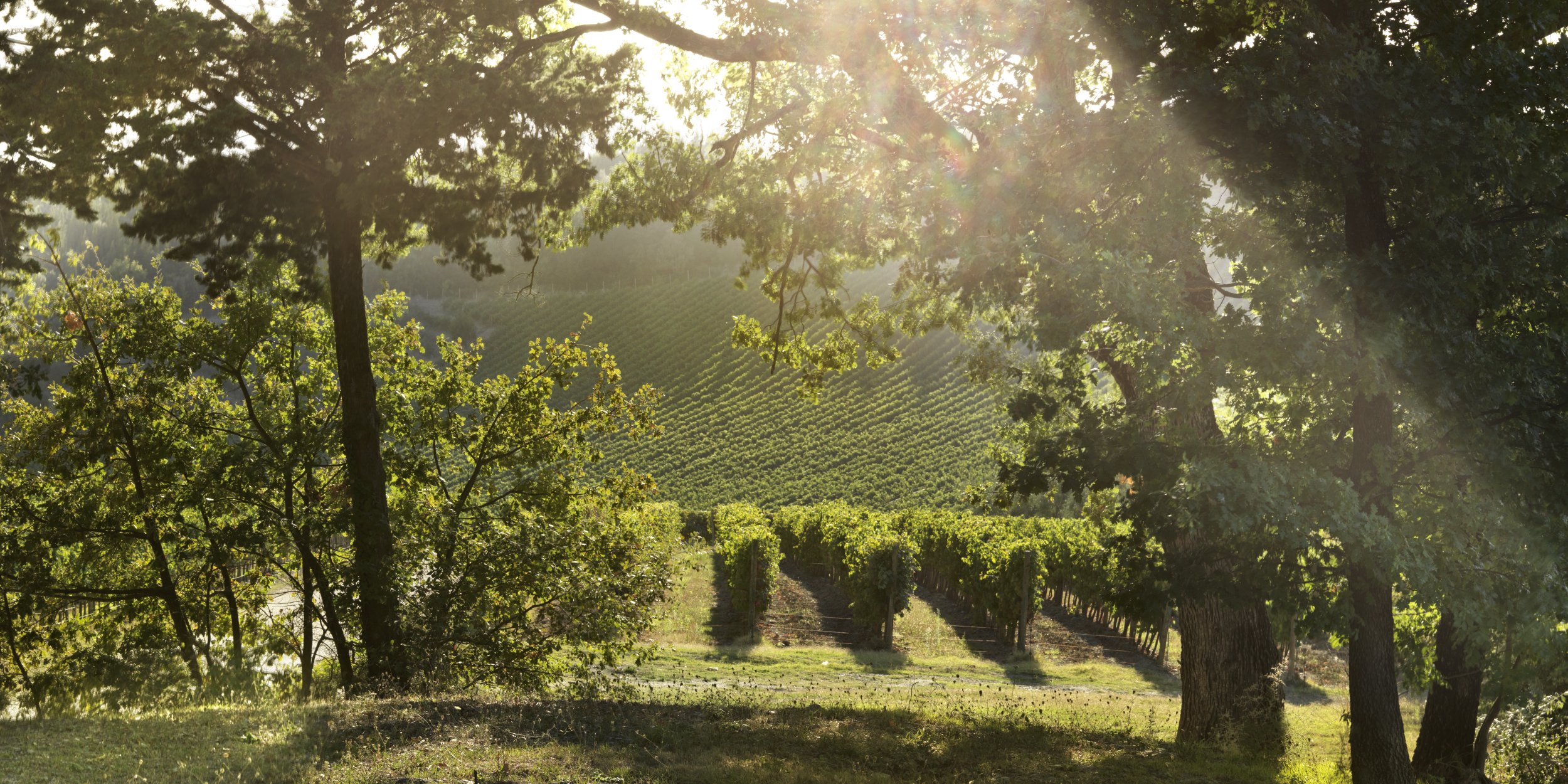 Ruffino vince il Drinks Business Green Award 2021 - Guida Bio